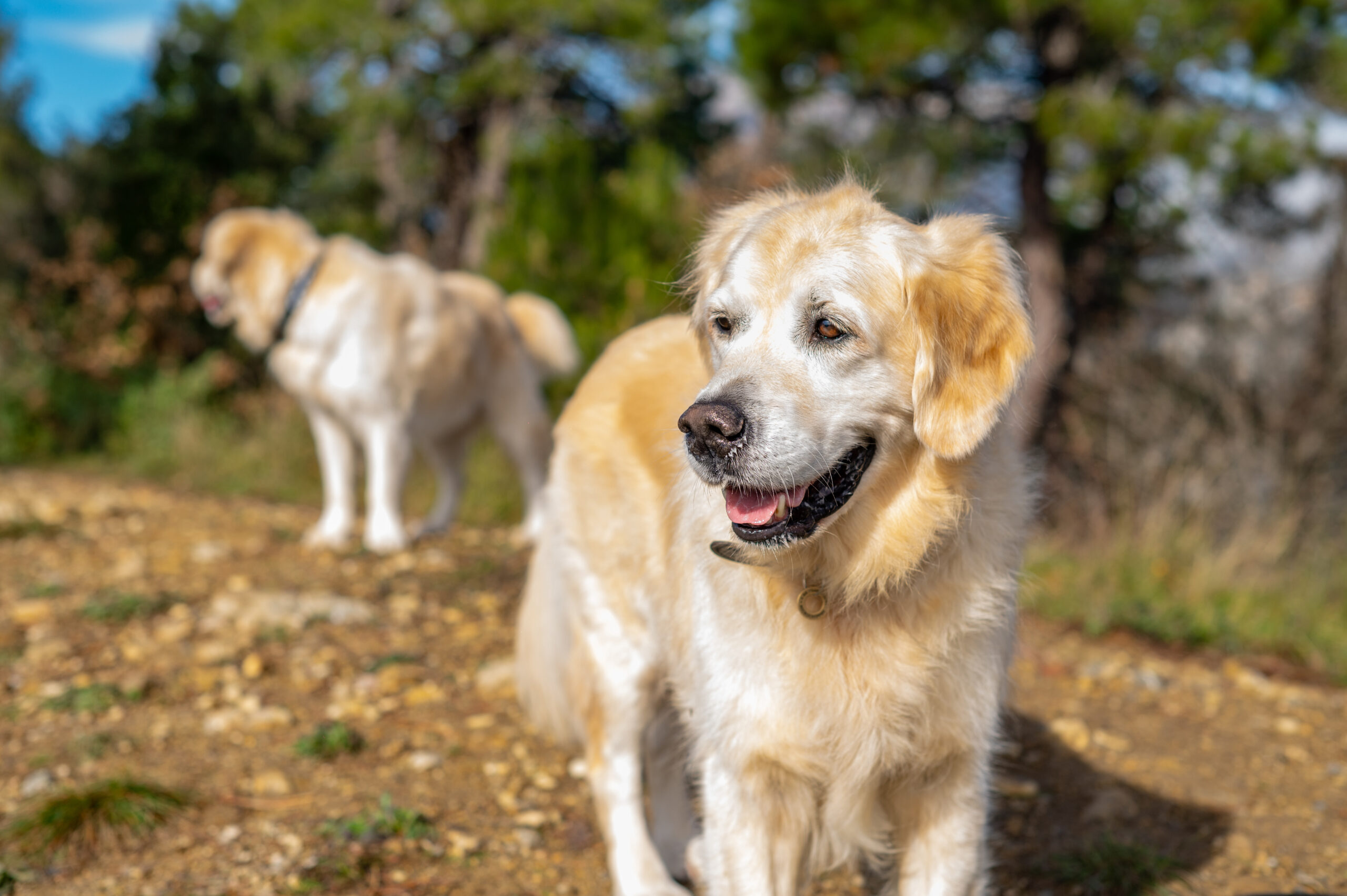Dog walking, daycare, nutrition, and boarding services for your dogs ...